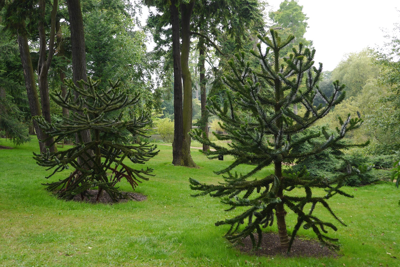The Monkey Puzzle Tree Nut: Kew Gardens At Last