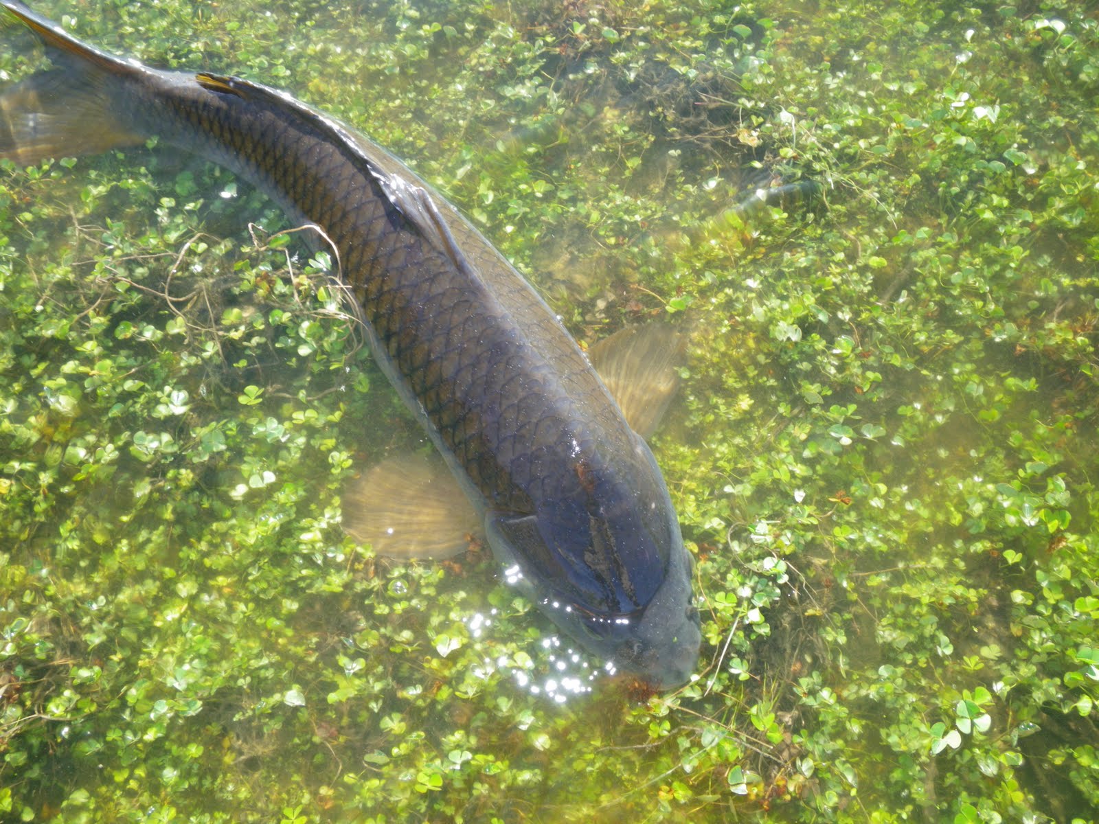 Got Backing? (Formerly Known as Mr. P.'s Blog): A Four Leaf Clover Kind ...