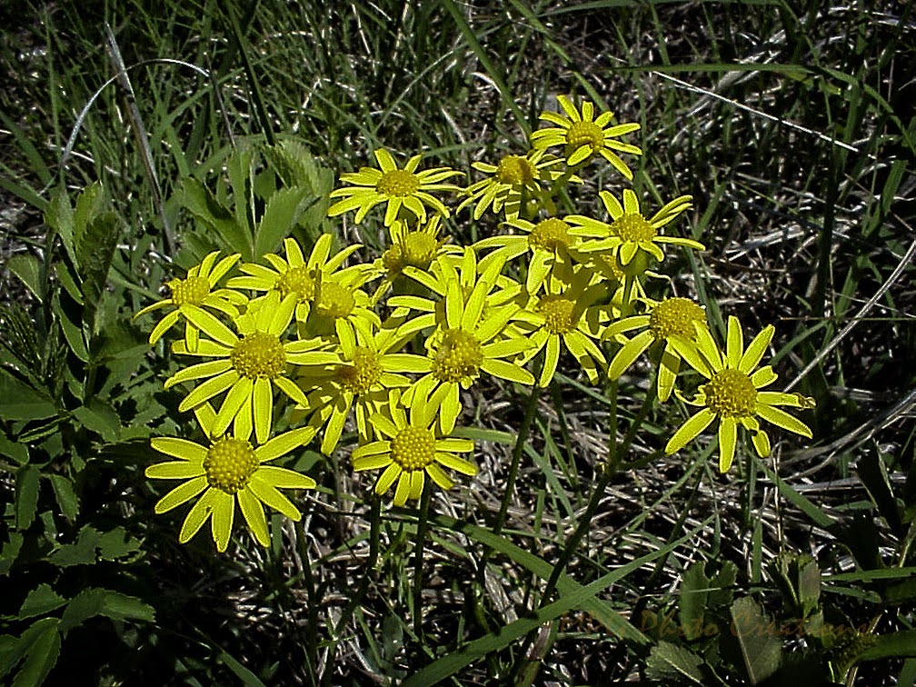 MPG Photo Creations: Kansas Wildflowers Yellow *New*