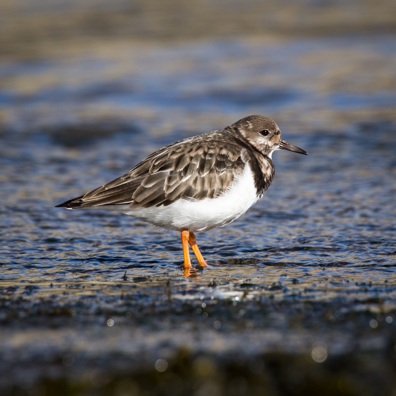 TrogTrogBlog: Bird of the week - Turnstone