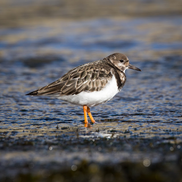 TrogTrogBlog: Bird of the week - Turnstone
