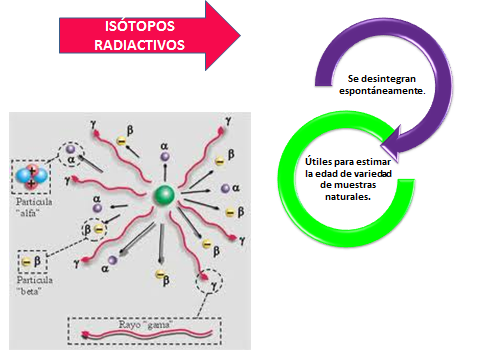 Biología Celular: exposicion de isotopos radiactivos