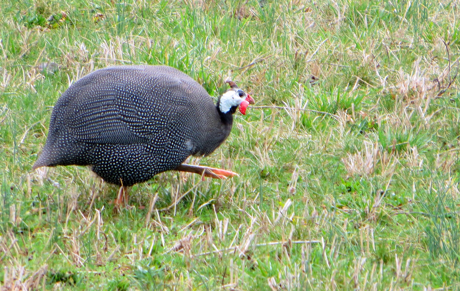 The Daily Rant: On The Run