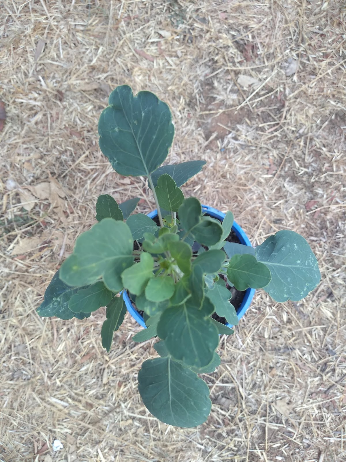 Mudflower: Summer Coriander, Papalo, and Quillquina