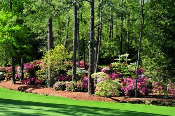 Your Southern Peach: Blooming at the Masters