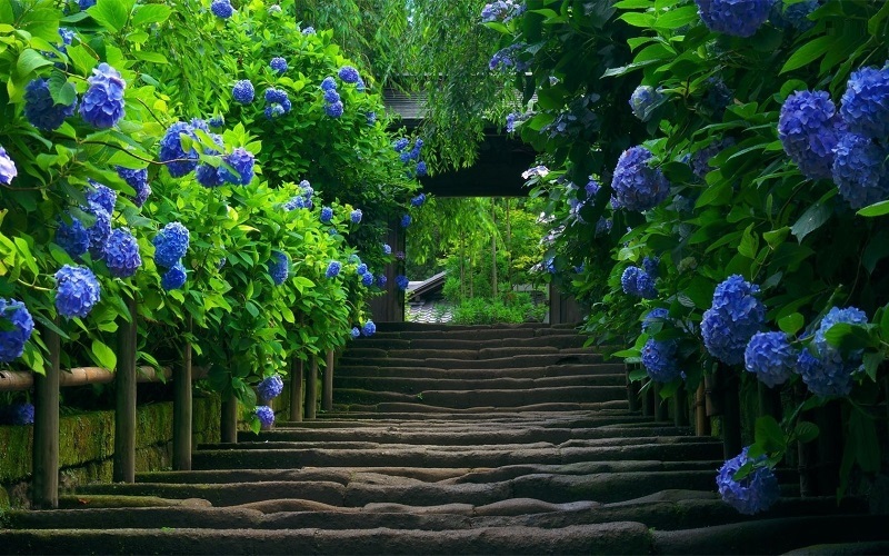 Picturesque Hydrangea flower field in Da Lat | Vietnam Travel Blog