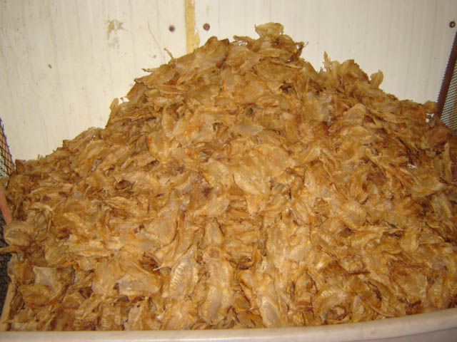 Some Dried Fish Maw Pictures - Alfa Enterprises (PVT) Ltd. Welcome to ...