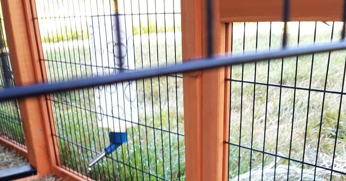 Raising Bunnies: What are Tennesse redbacks?