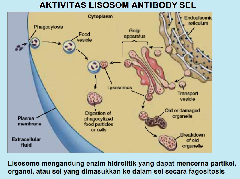 BIOLOGI GONZAGA: February 2012
