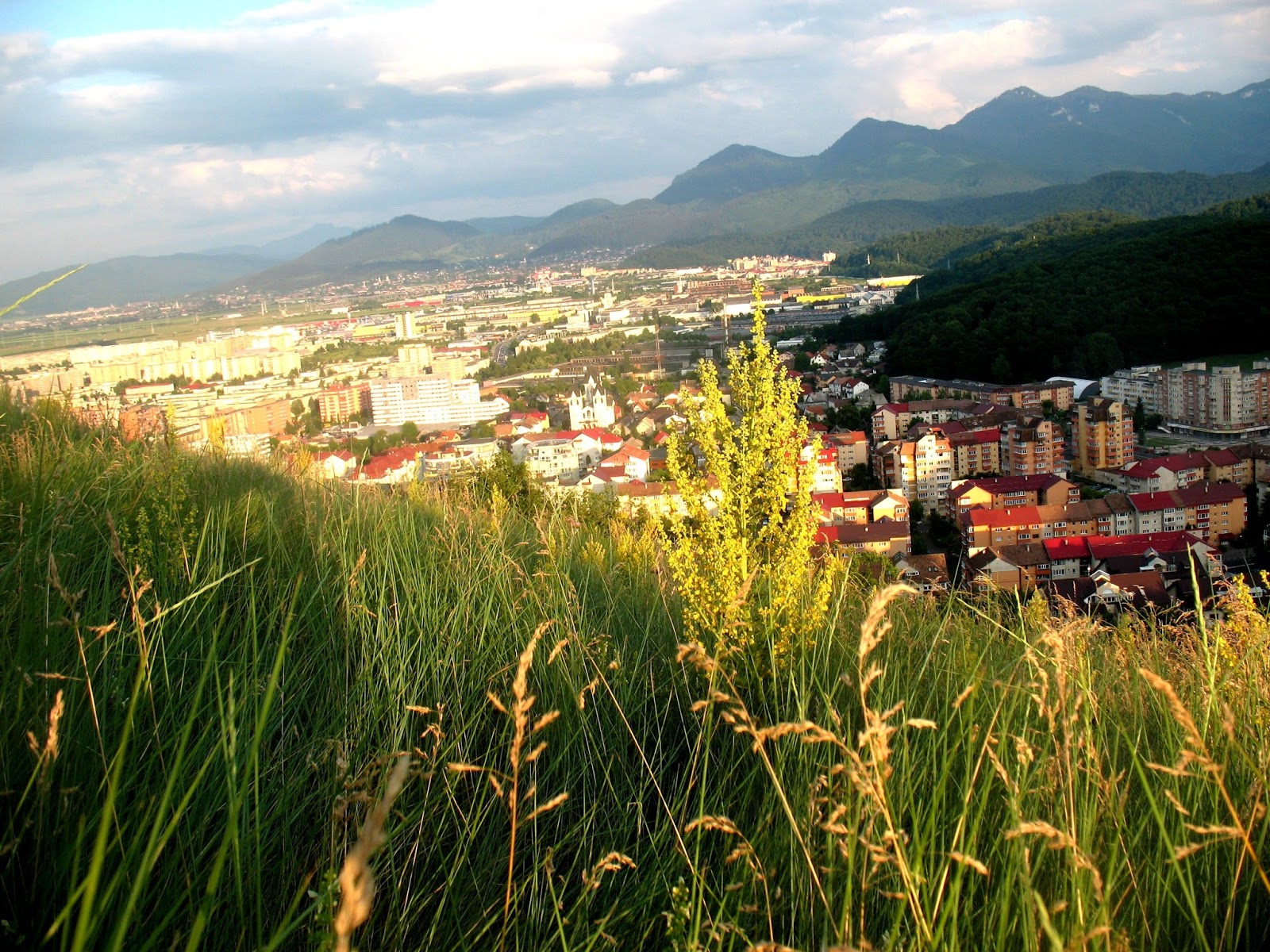 INTERFERENTE: Iarba verde de acasa