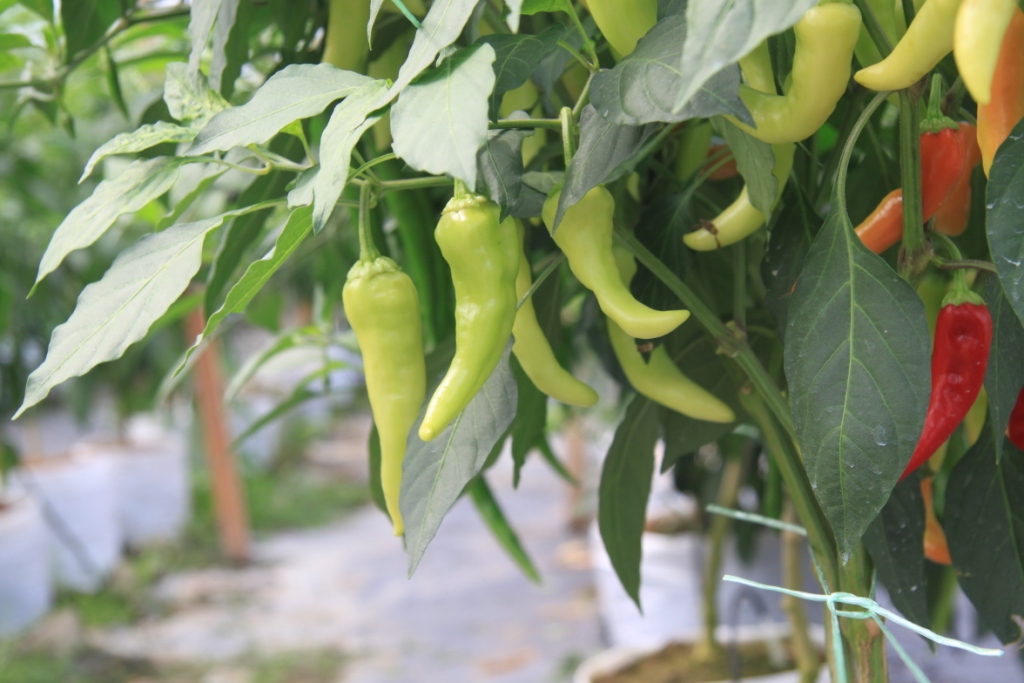 My little vegetable garden: GROWING CHILI on a large scale.