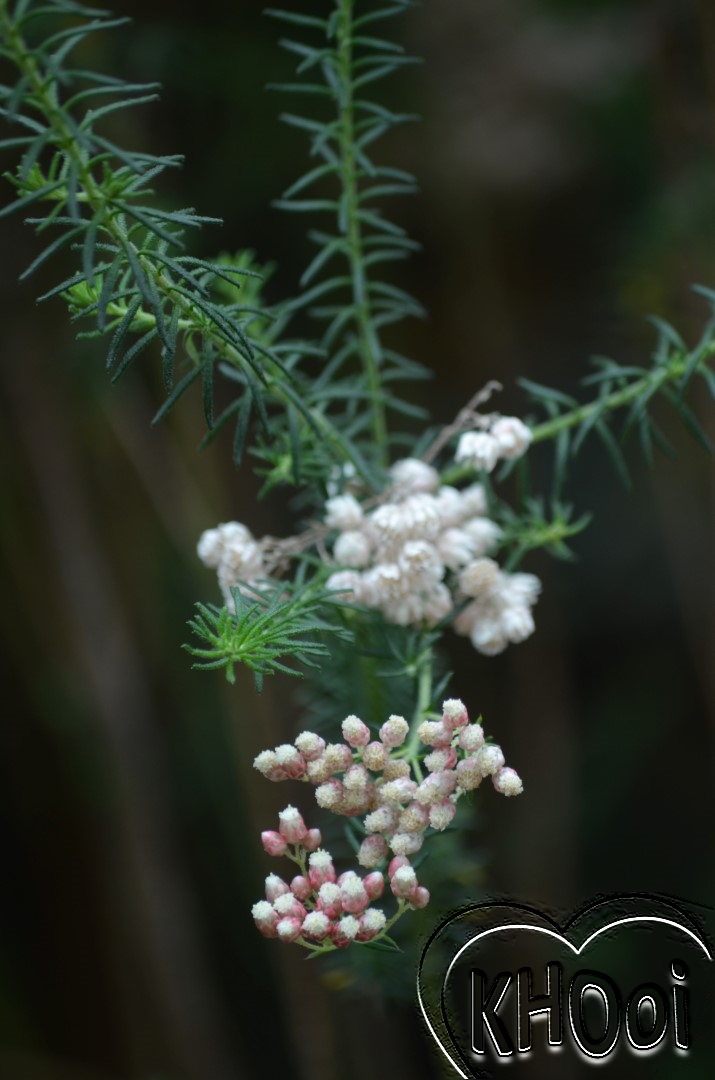 花卉库: 澳洲米花