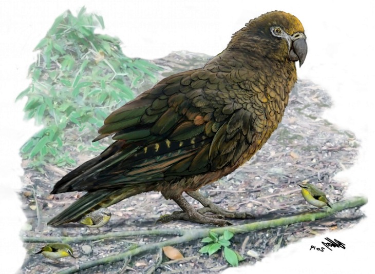 Criadero Kimbi: Heracles Inexpectatus, El Loro Gigante de Nueva Zelanda