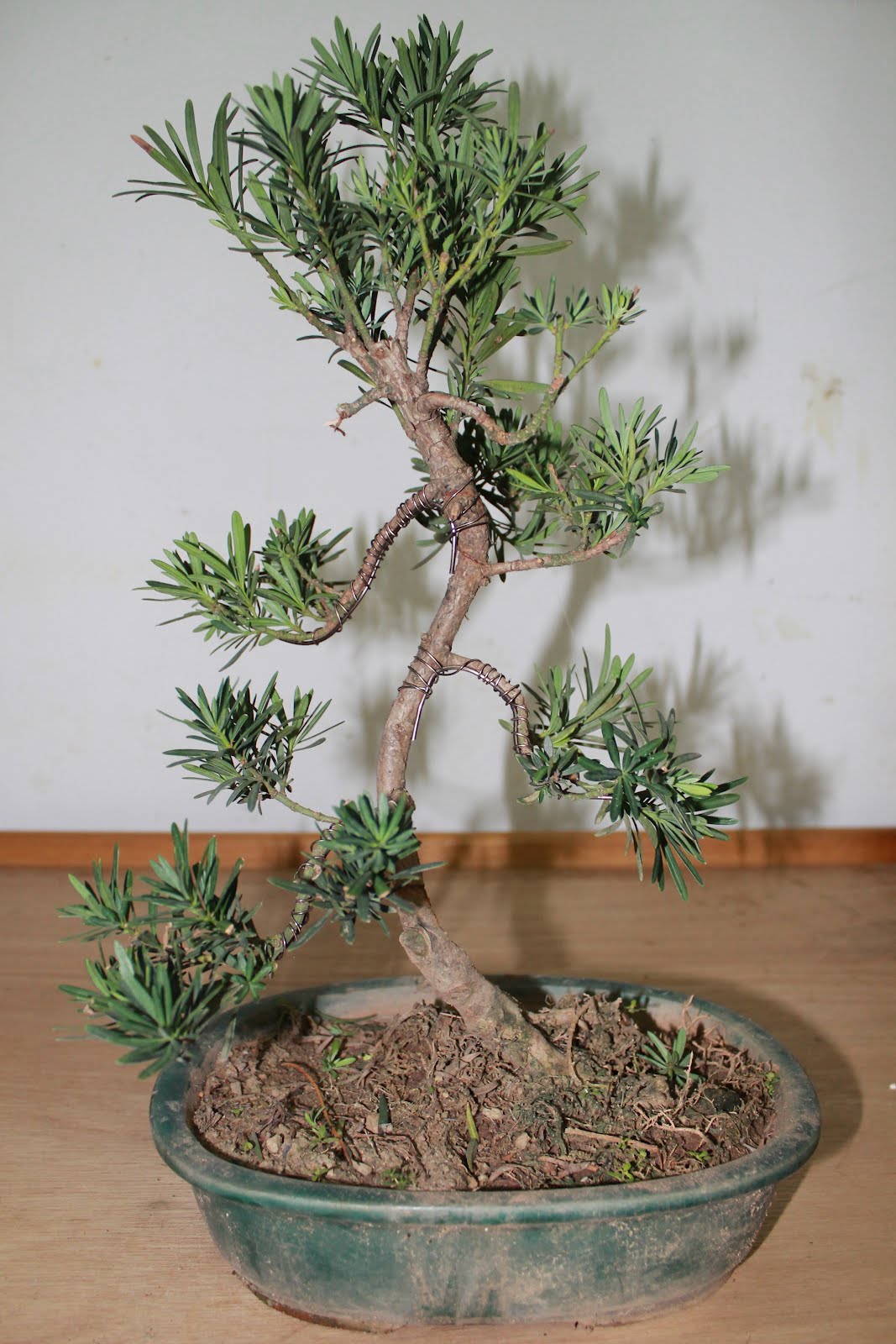 Yanashimi Bonsai: Before : Luo Han Song / Buddist Pine / Podocarpus