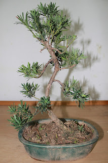 Yanashimi Bonsai: Before : Luo Han Song / Buddist Pine / Podocarpus