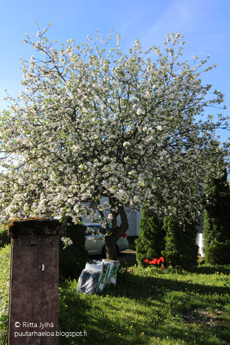 Puutarhaeloa: Puuta ja muuta