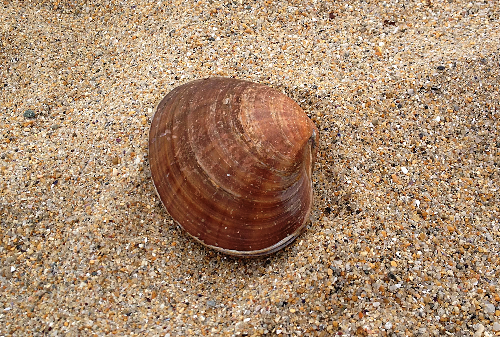 Les mollusques - LABRAX56