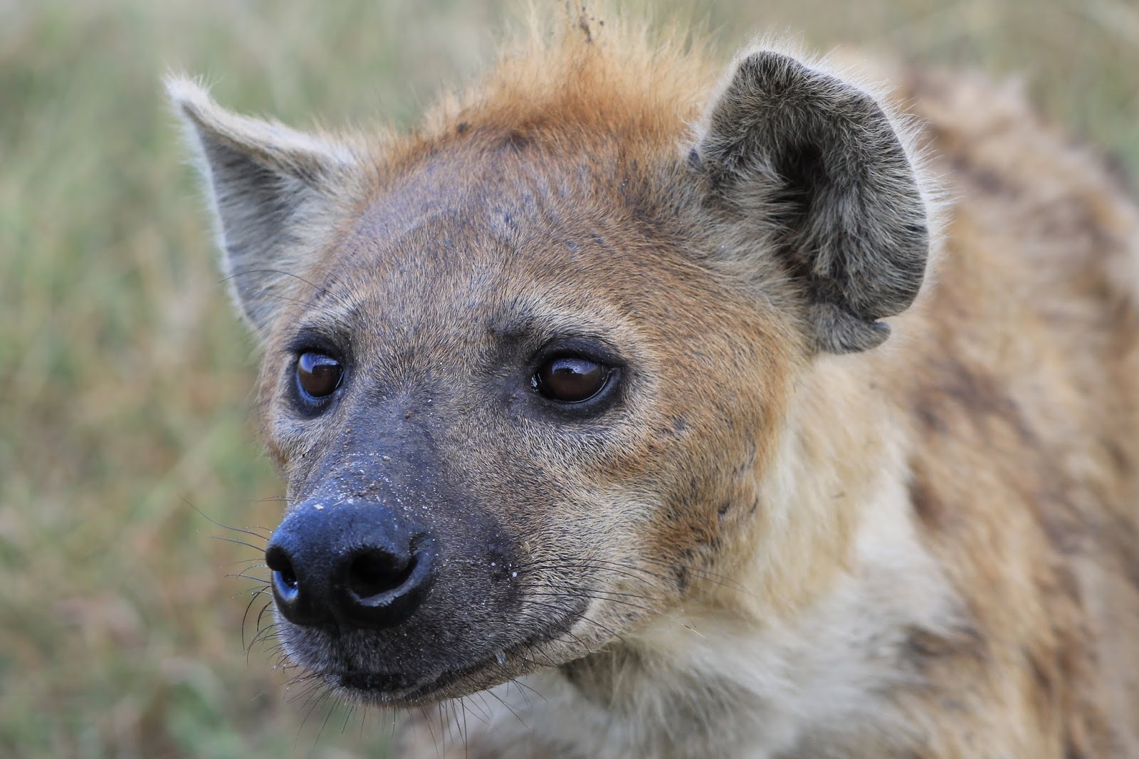 Notes From Kenya: MSU Hyena Research: It's always nice to see a ...