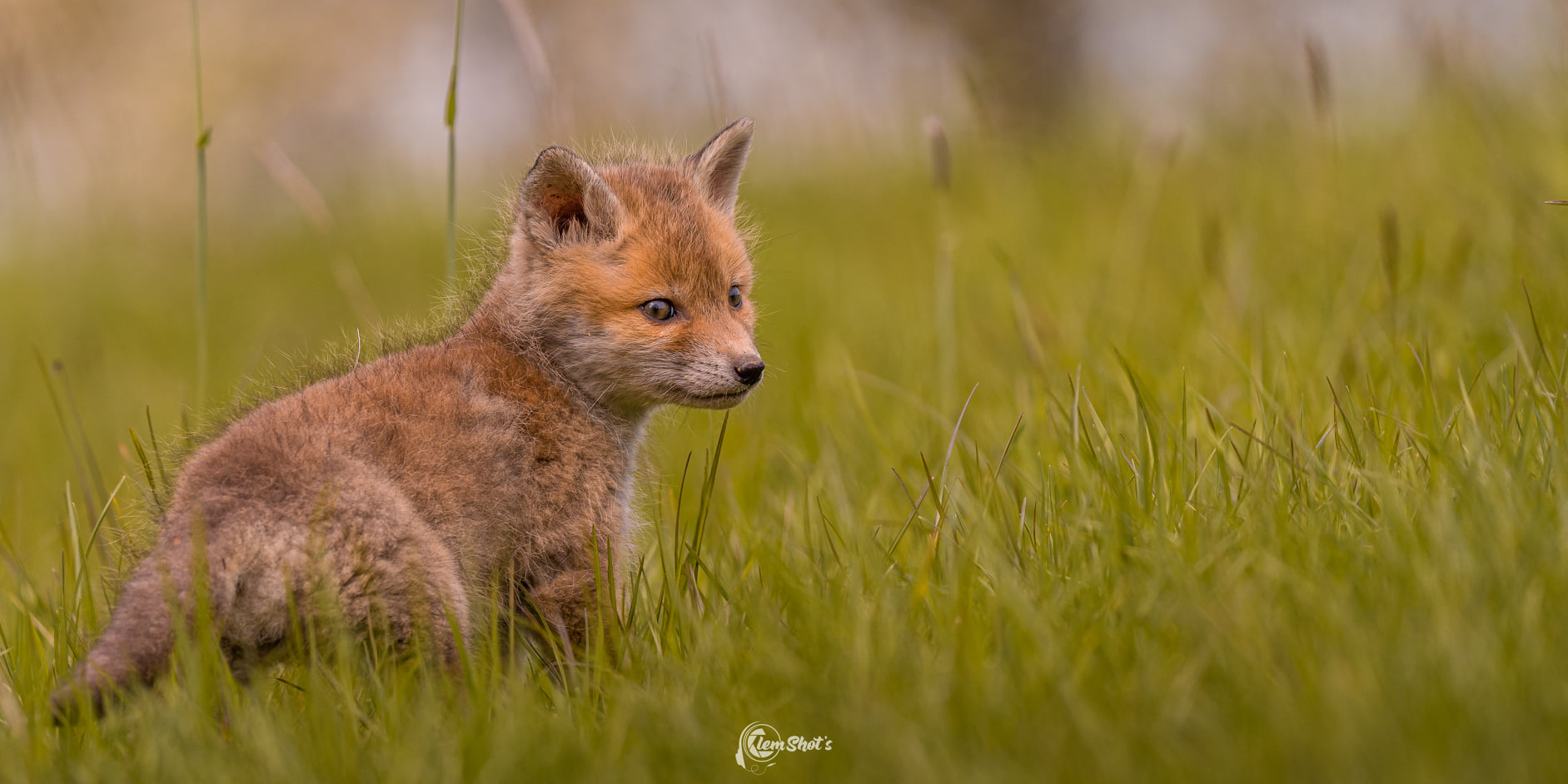Bassenge Info: Bassenge. Les photos splendides d'un renardeau