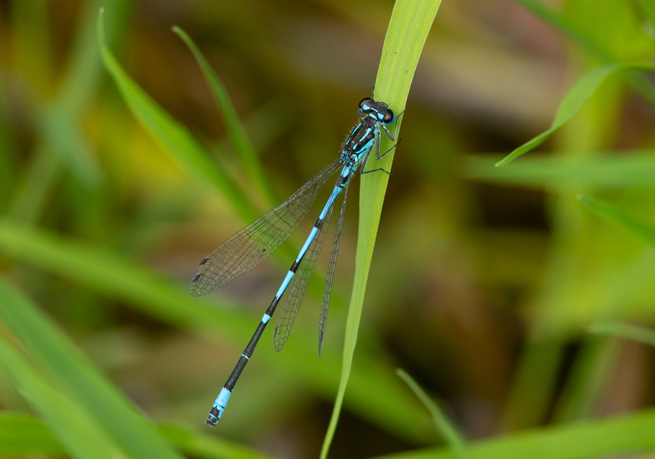 Weedon's World of Nature: Damselflies, Baston Fen LWT, Lincs