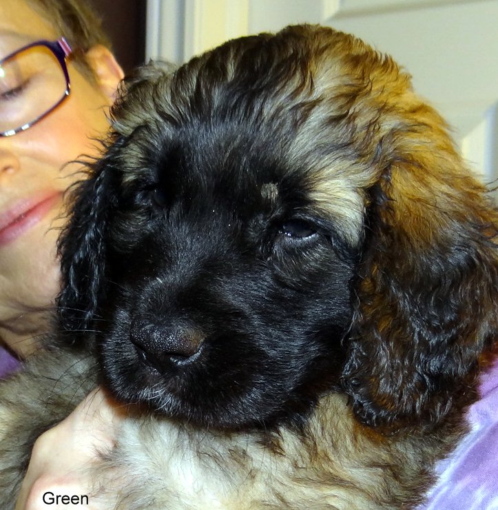 Heronview Leonbergers: Conformation shots of puppies