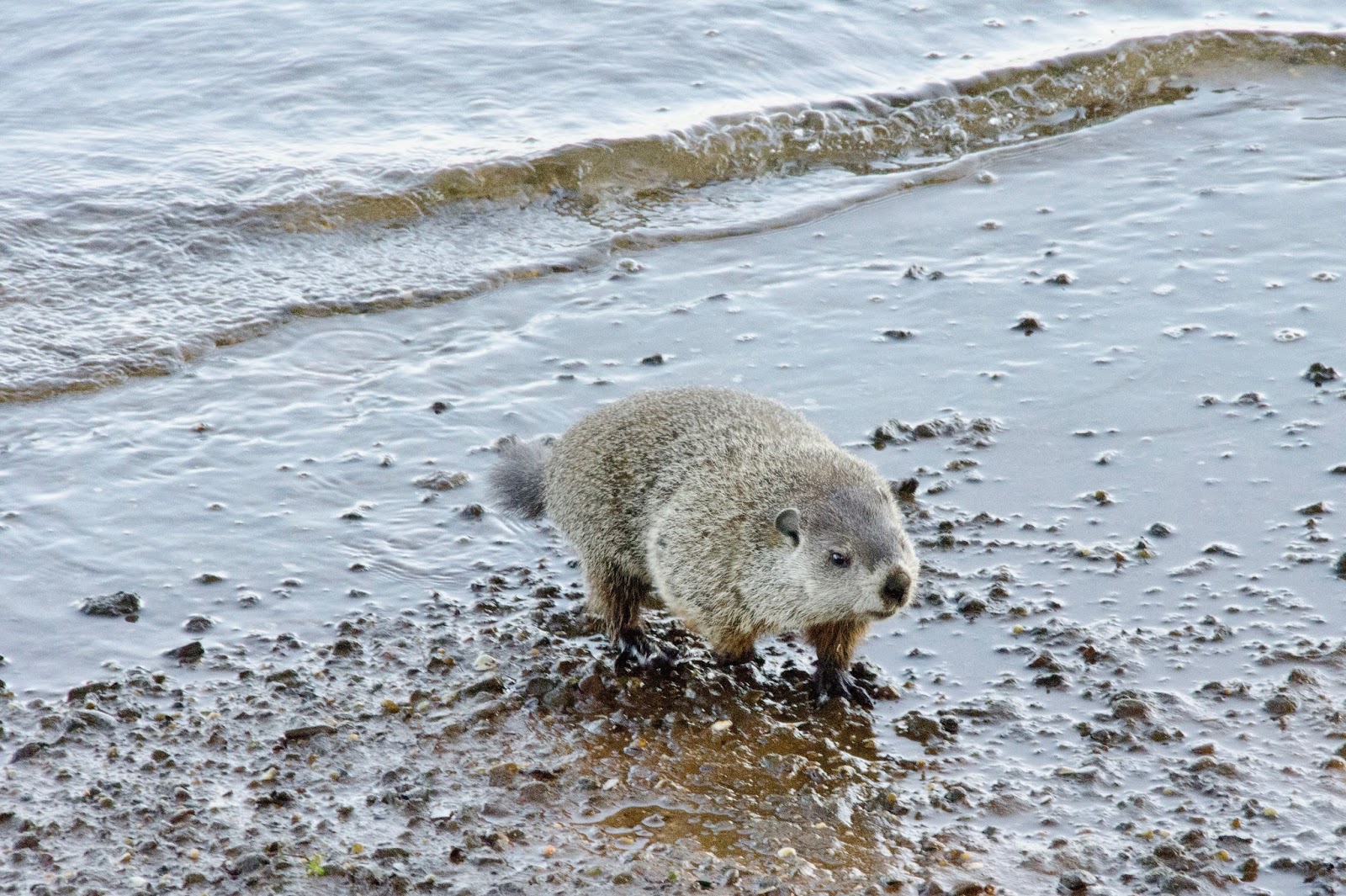 Urban Wildlife Guide: Groundhog