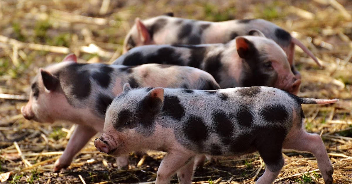 The four little pigs