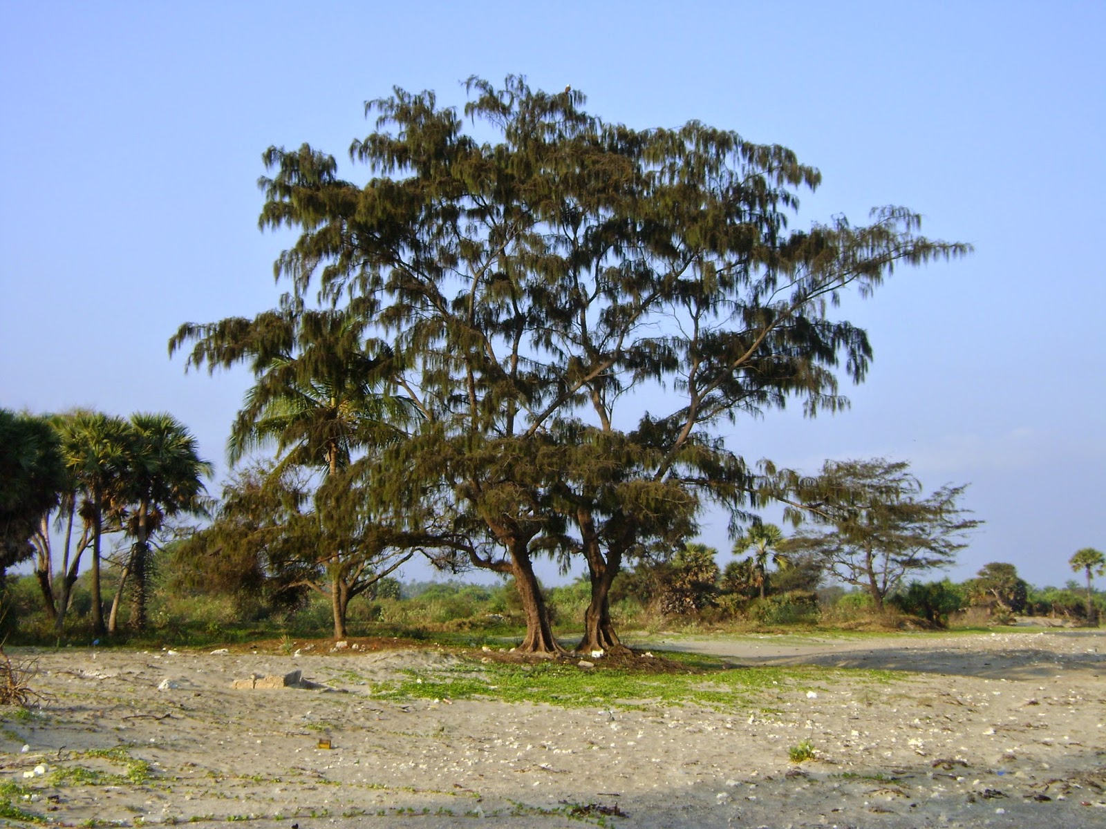 Safari Sri Lanka: Casuarina Beach Jaffna - One of the best beaches in ...