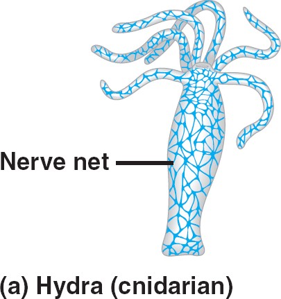 Biology 10: Topic 10a: Simple invertebrates - Cnidarians (csalánozók)