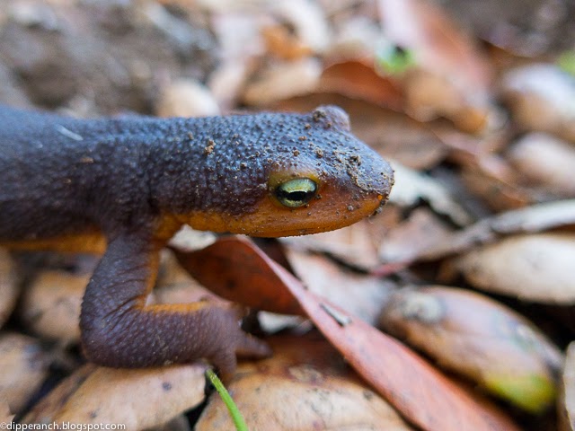 Dipper Ranch: A Newt or Not A Newt?