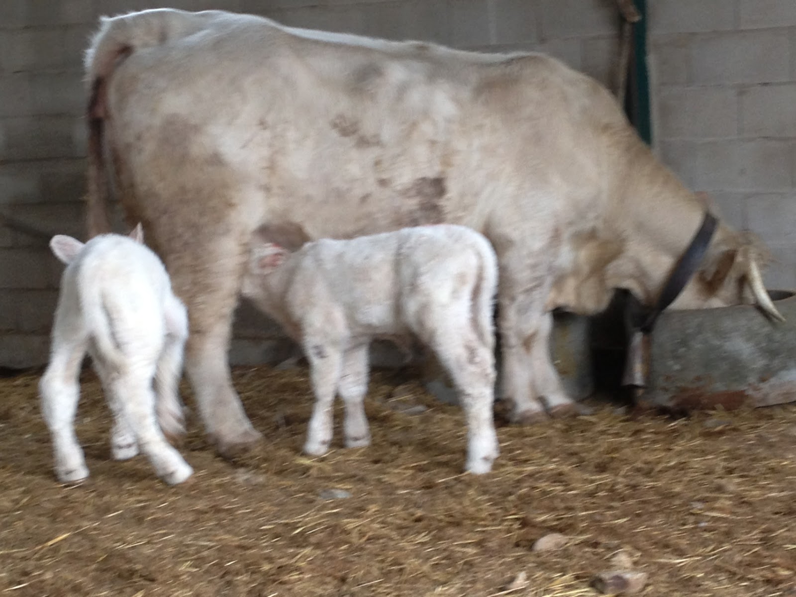 Charolés TRIGO GARCÍA: XIA, criando dos becerros, Hijos de T-UNISSON ...