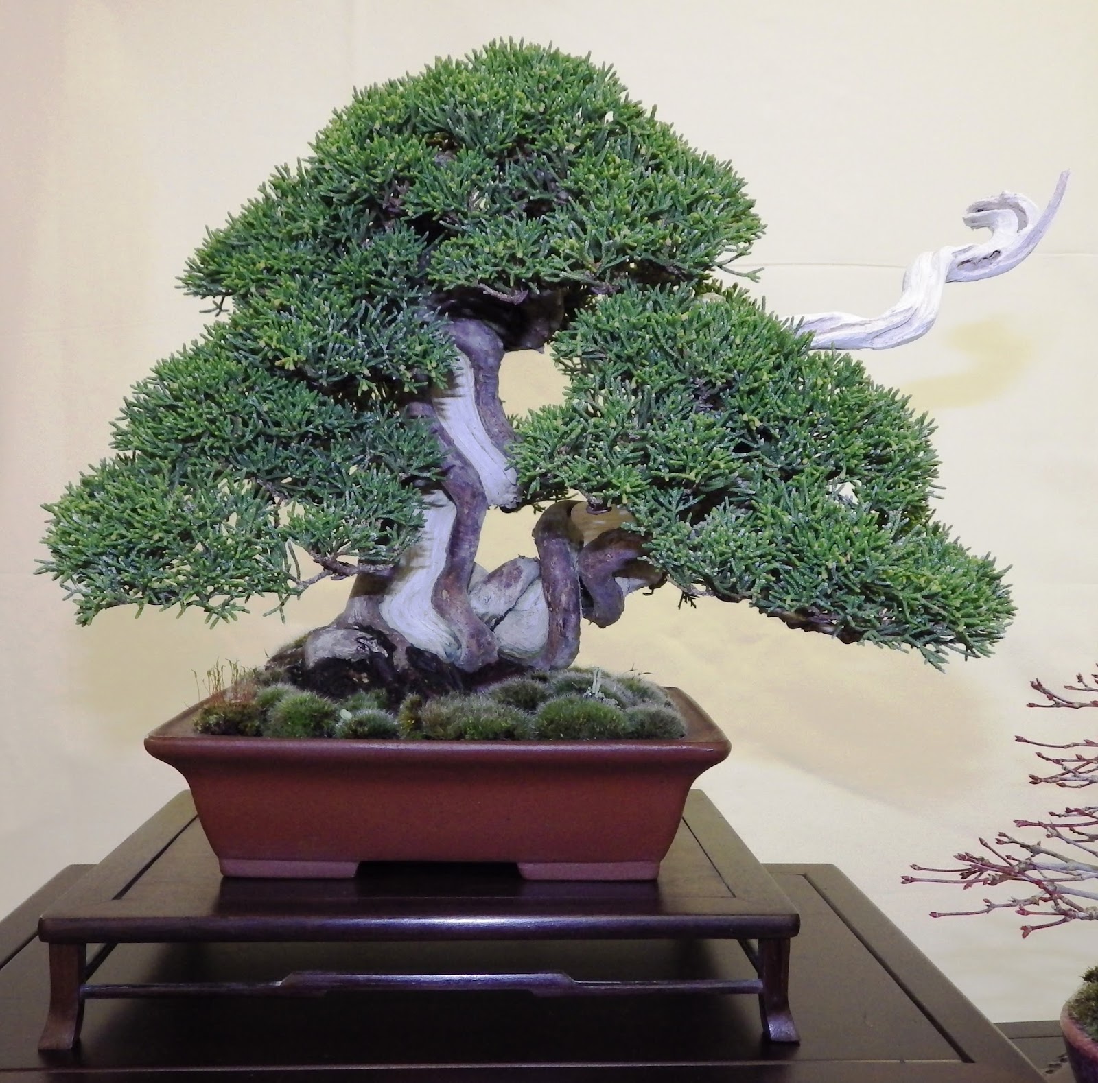 Bespoke Bonsai Stands