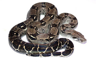 ¿Conoces la Boa sigma o CORUA Sonorense? - Biologando con Miguel