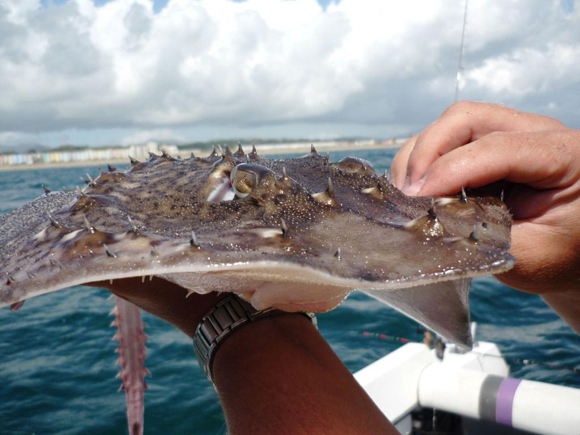 MudChan: Thames Mudlarking: Thornback Ray Spine
