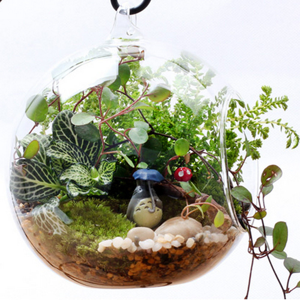 cara membuat terarium di aquarium