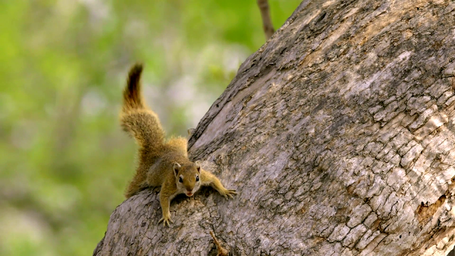 Asadal: Africa's Hunters Series 1: The Hungry Leopard 1/6 (2015)