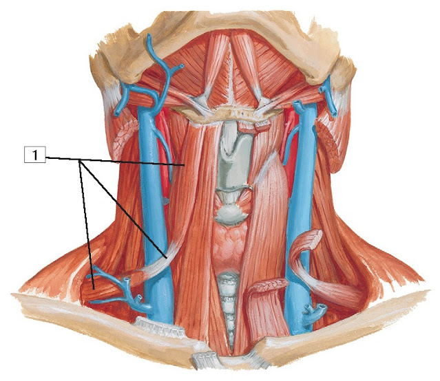 Infrahyoid and Suprahyoid Muscles Anatomy - pediagenosis
