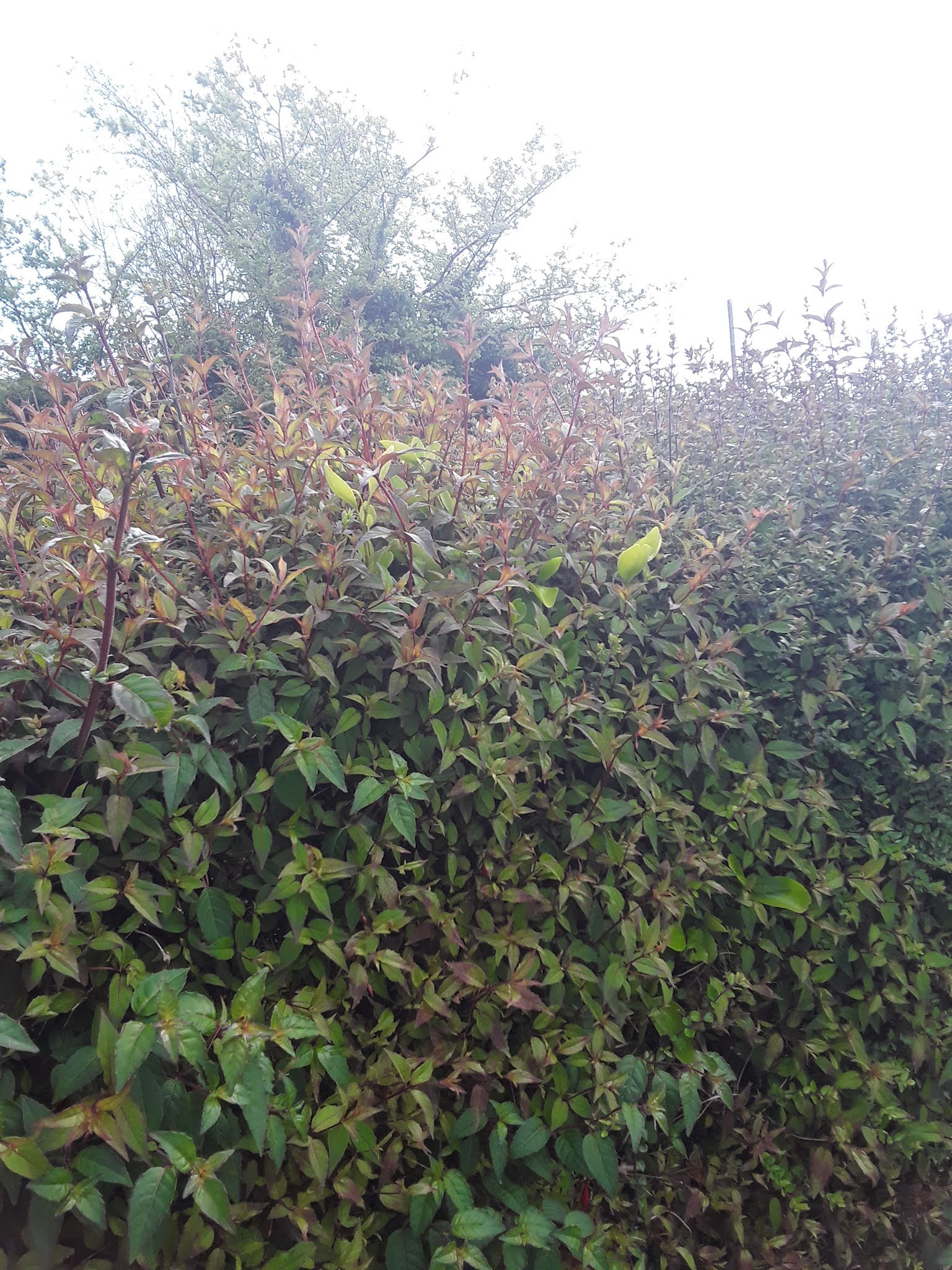 northsider: Overgrown Hedges.