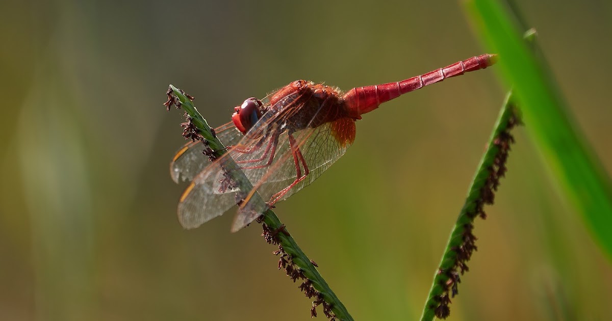 Dragonfly Triangle