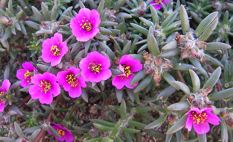 Australian Portulaca: Portulaca pilosa