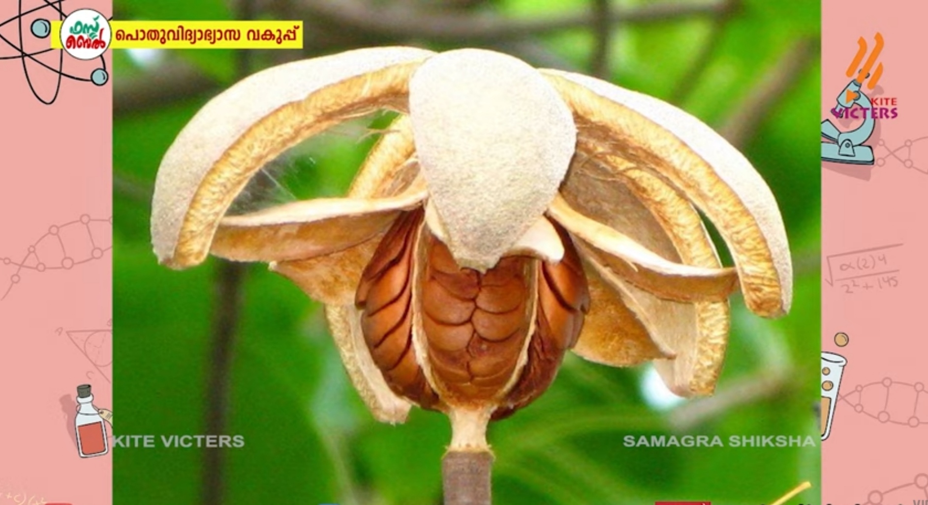 SASTHRA CHANGATHI ശാസ്ത്ര ചങ്ങാതി : UNIT 4 LIFE WITHIN THE SEED