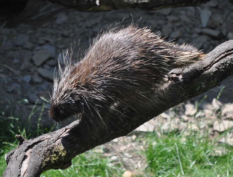 ZOOTOGRAFIANDO (6.100 ANIMALS): URSÓN / NORTH AMERICAN PORCUPINE ...