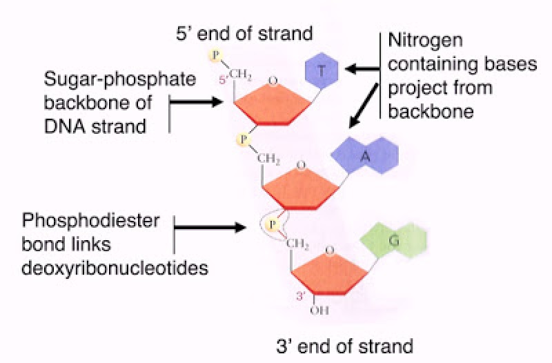 Student Study Notes: STPM Biology Biological Molecules Part 17 Nucleic ...