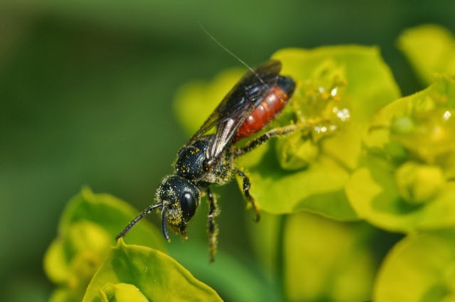 honey bee and wasp: Cuckoo Bee - (Sphecodes spp.)