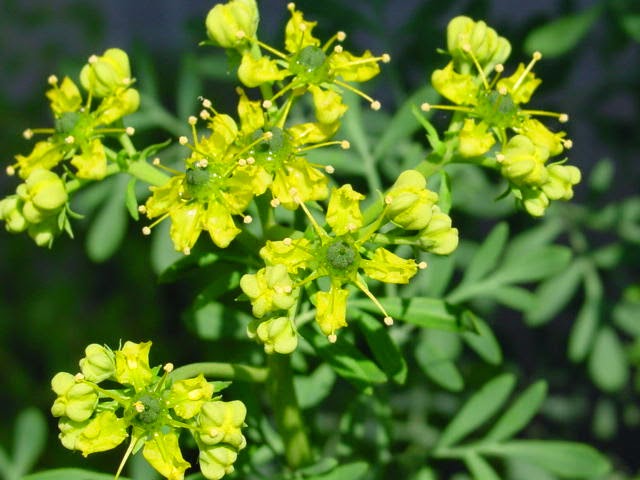 Planta de Ruda: Cuidados, Usos y Beneficios