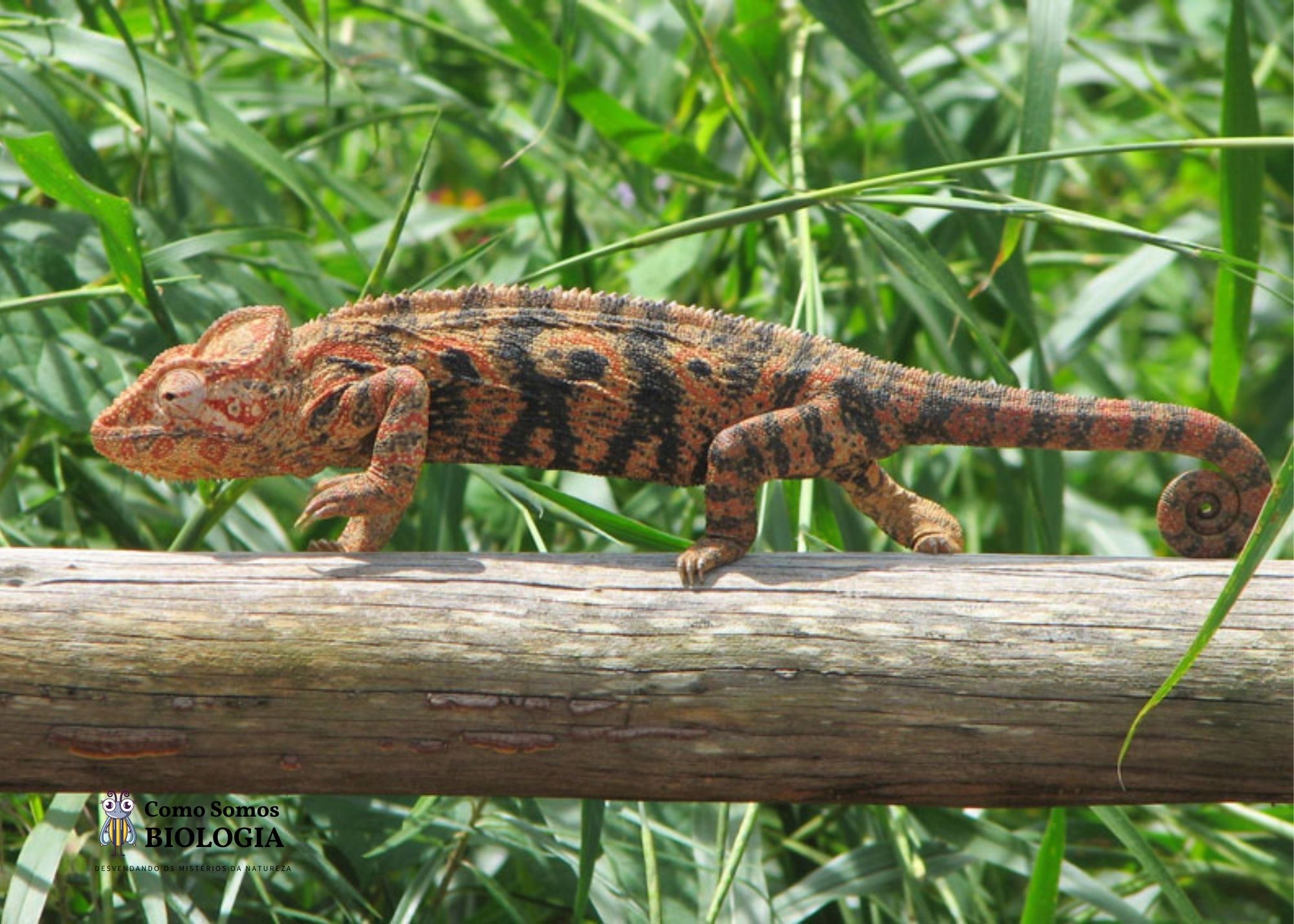 4. Camaleões podem mudar sua coloração