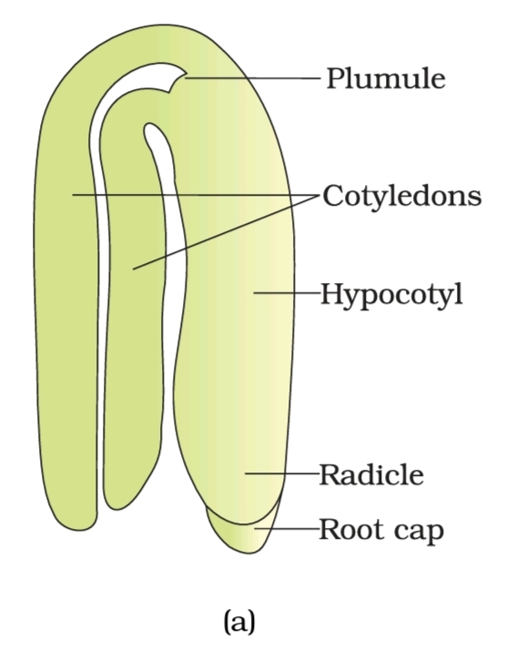 PrepBiology: REPRODUCTION IN ANGIOSPERMS - FERTILIZATION
