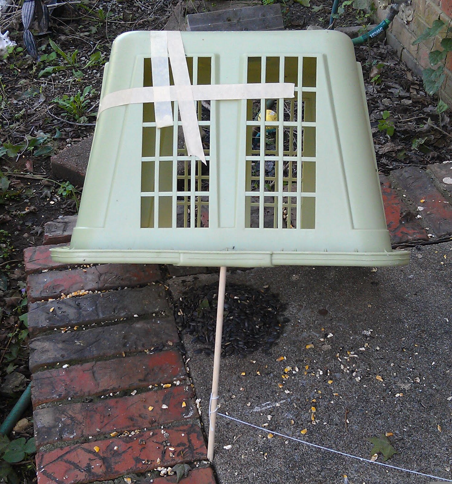 Color Of Dawn Creations: How To Catch A Bird