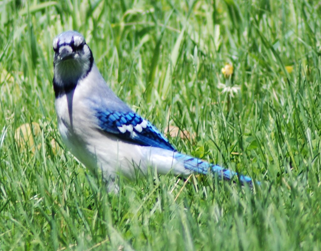 Wild life: Blue jay birds wallpaper | wild birds