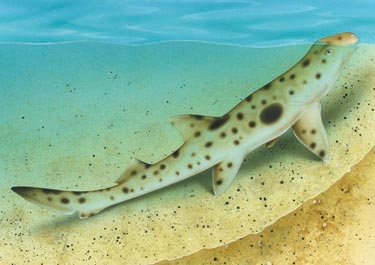 Thomas' Marine Biology Blog: October 2011